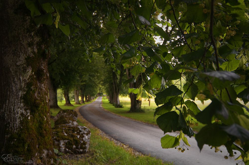 Duft der Linden atmen Foto & Bild | sommer, allee, linden Bilder auf ...