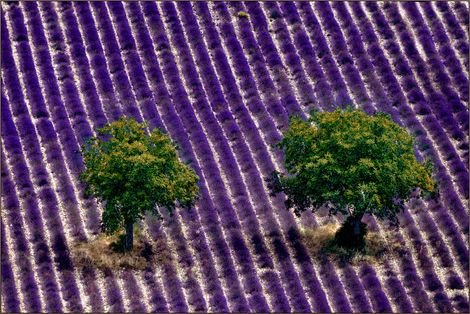 Duftbäume Foto & Bild | europe, france, provence-alpes-côte d'azur ...
