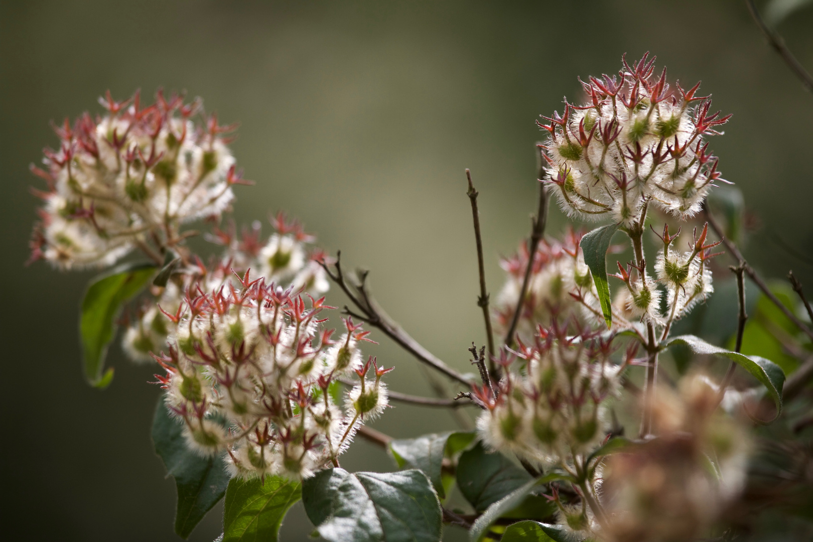 Duftbaum Foto & Bild | bäume, natur, pflanzen Bilder auf fotocommunity