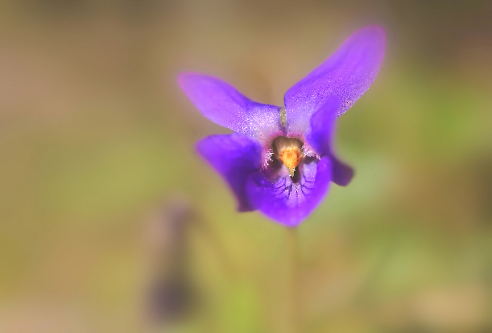 Duftveilchen Foto & Bild | nah- & makro, pflanzen, pilze & flechten ...