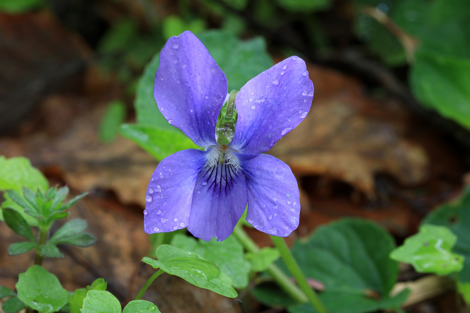 Duftveilchen, Märzveilchen, Viola odorata Foto & Bild | blau, makro ...