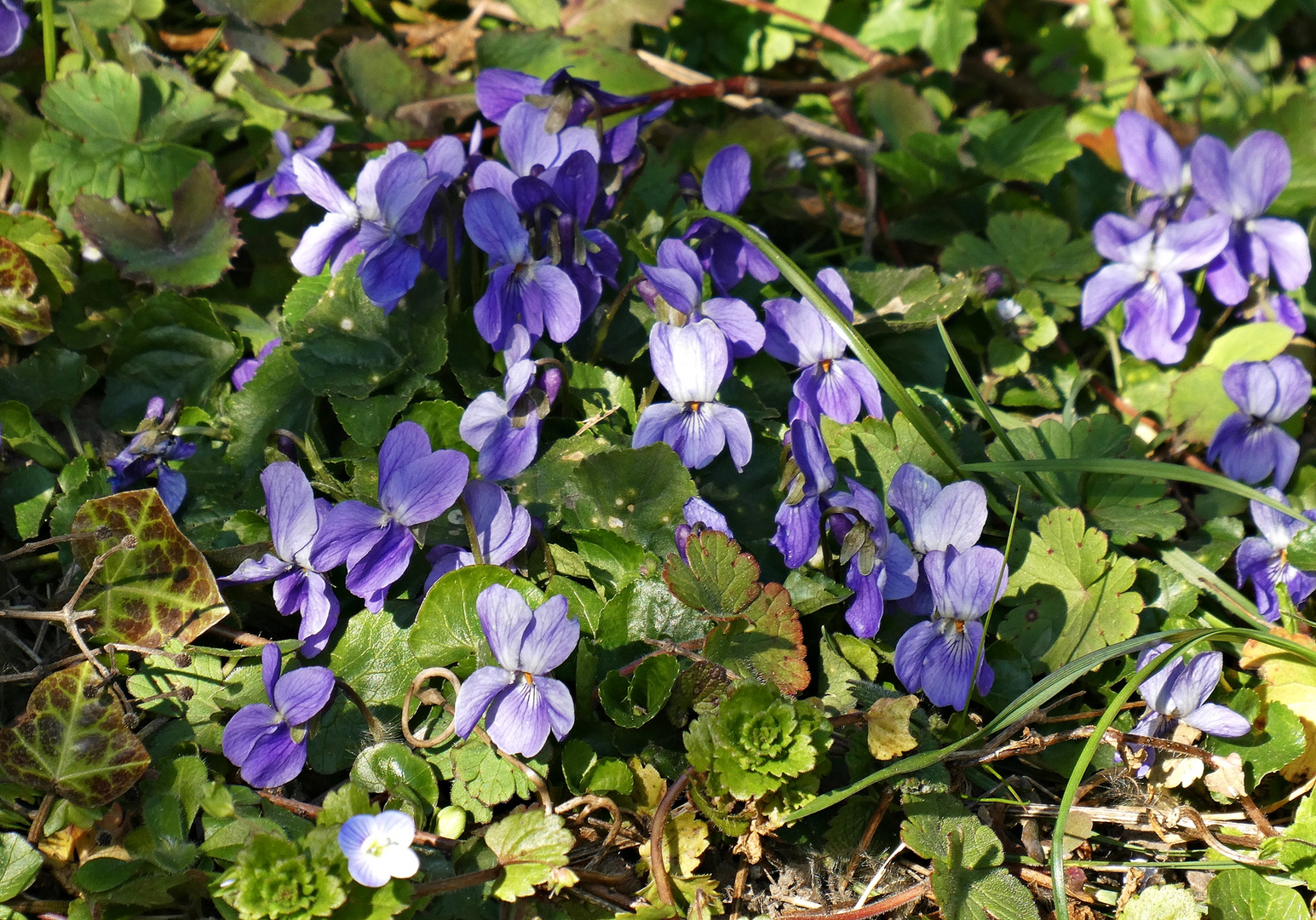 Duftveilchen - Südpark Düsseldorf Foto & Bild | natur, veilchen ...