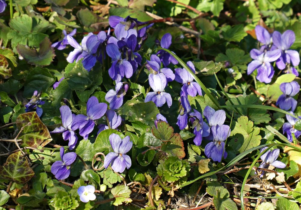 Duftveilchen - Südpark Düsseldorf Foto & Bild | natur, veilchen ...