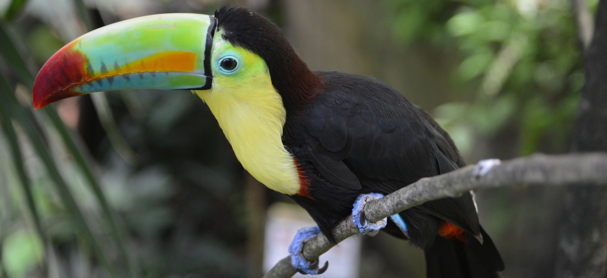 dukan Foto & Bild | tiere, zoo, wildpark & falknerei, vögel Bilder auf ...