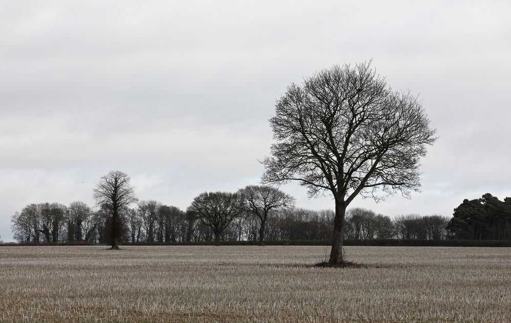 Dull December photo & image | nature, outdoor, landscape images at ...