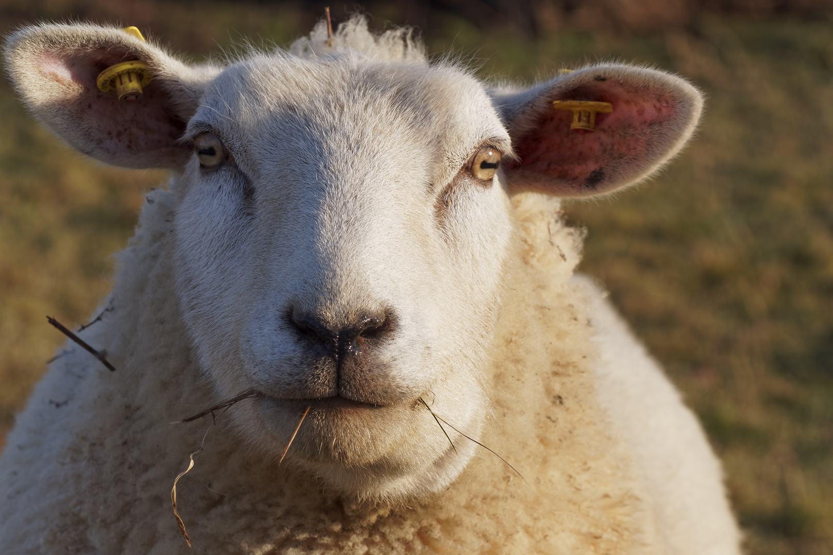 Dumm, Foto & Bild | tiere, tierdetails, makro Bilder auf fotocommunity