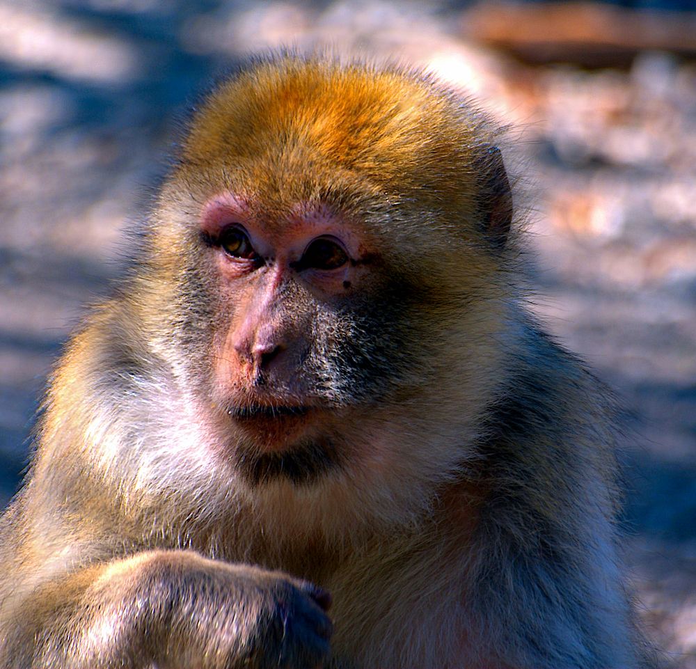Dumm gelaufen ! Foto & Bild | tiere, wildlife, säugetiere Bilder auf ...