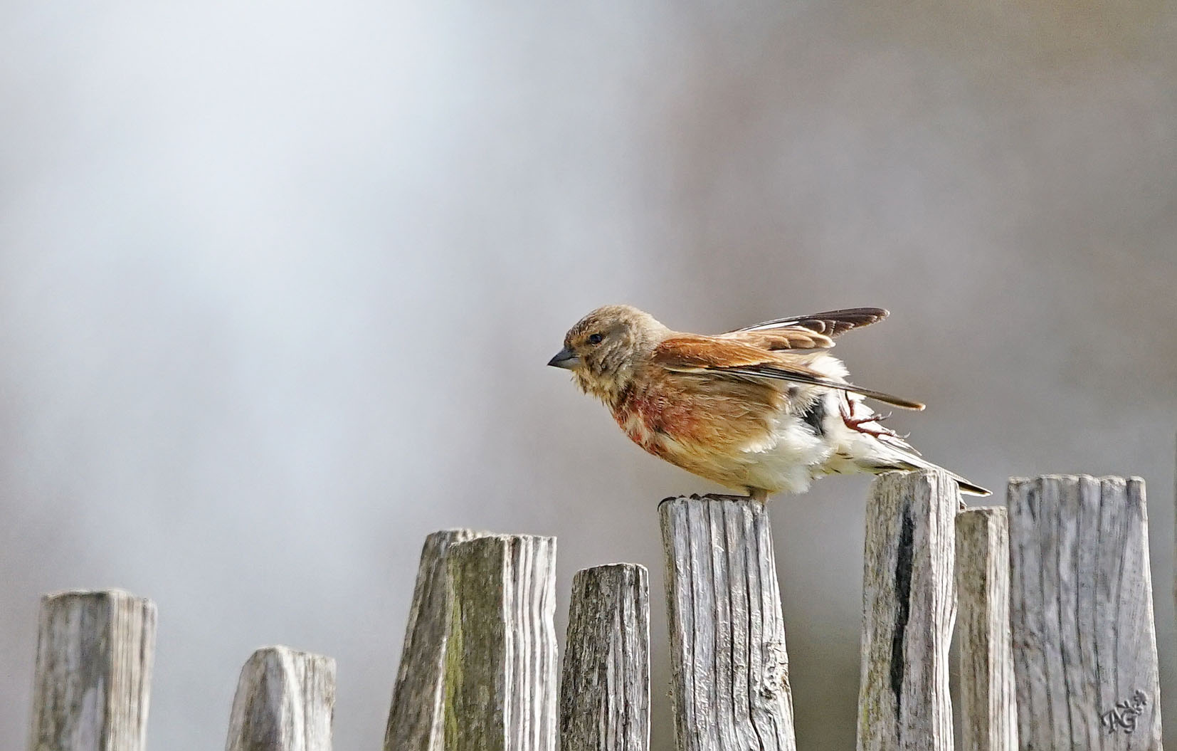 D'un piquet à l'autre .... photo et image | nature, animaux, oiseaux ...