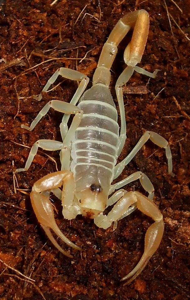 Dune Scorpion Size