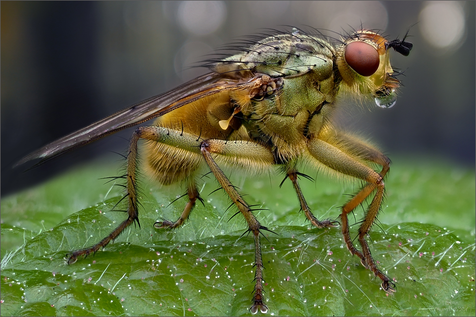 dungfliege_3 Foto & Bild | tiere, wildlife, insekten Bilder auf ...