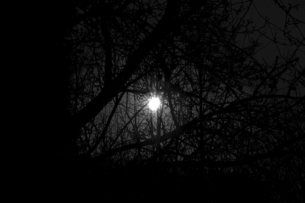 dunkel Foto & Bild | landschaft, wald, urlaub Bilder auf fotocommunity