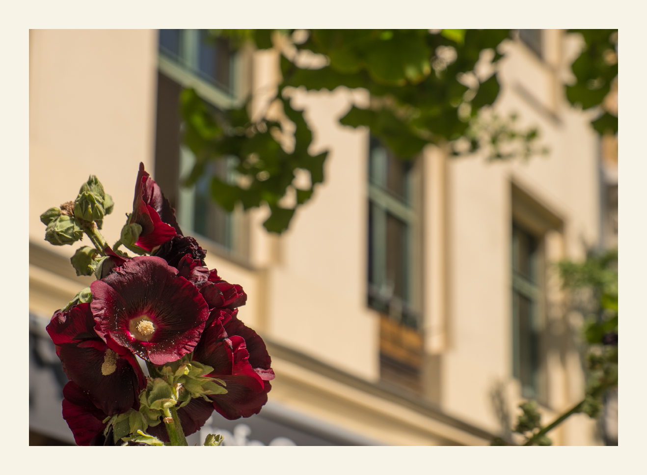 dunkelrot Foto & Bild | world, rot, sommer Bilder auf fotocommunity