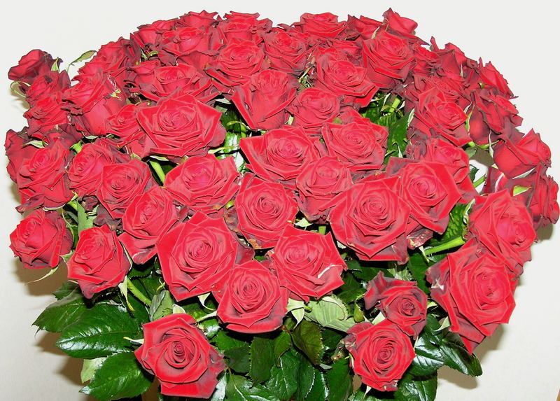 " DUNKELROTE ROSEN " Foto & Bild | pflanzen, pilze & flechten, blüten ...