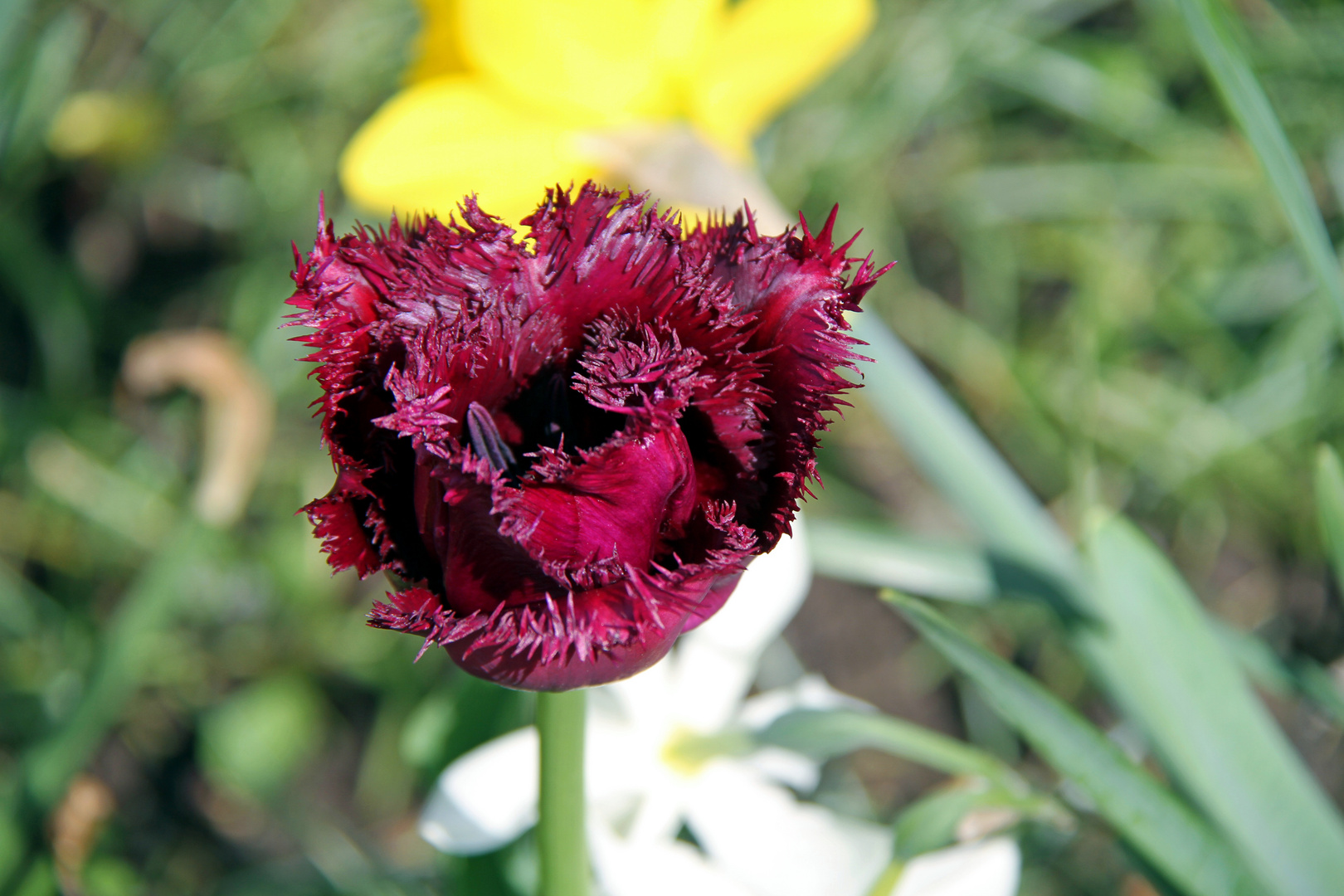 Dunkelrote Tulpe mit Franzen in meinem Garten Foto & Bild | deutschland ...