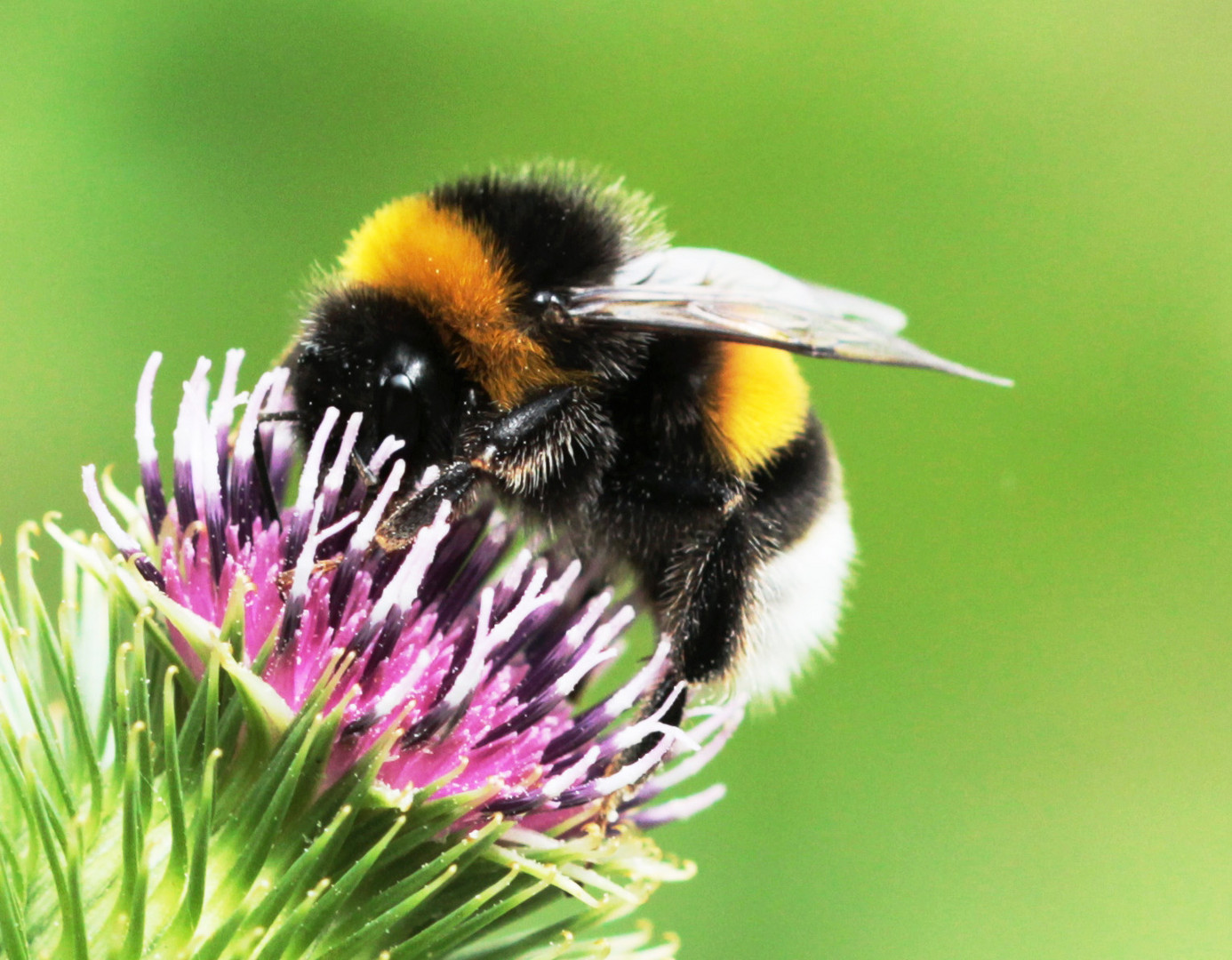Dunkle Erdhummel (Bombus terrestris) Foto & Bild | natur, tiere, motive ...