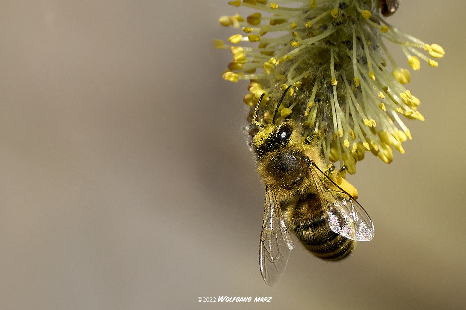 dunkle europäische Biene Foto & Bild | tiere, wildlife, insekten Bilder ...