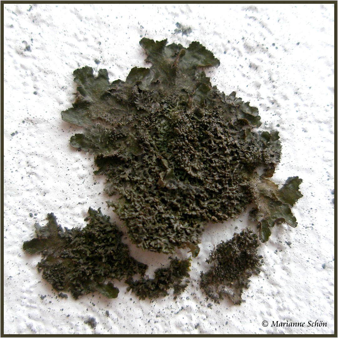 Dunkle Flechten an einer Hauswand Foto & Bild | spezial, dokumentation ...