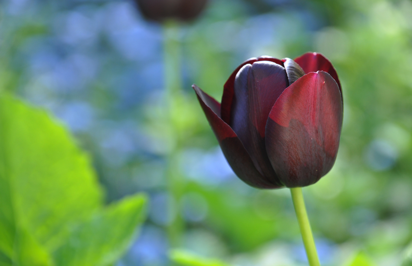 Dunkle Schönheit Foto & Bild | tulpen, natur, frühblüher Bilder auf fotocommunity