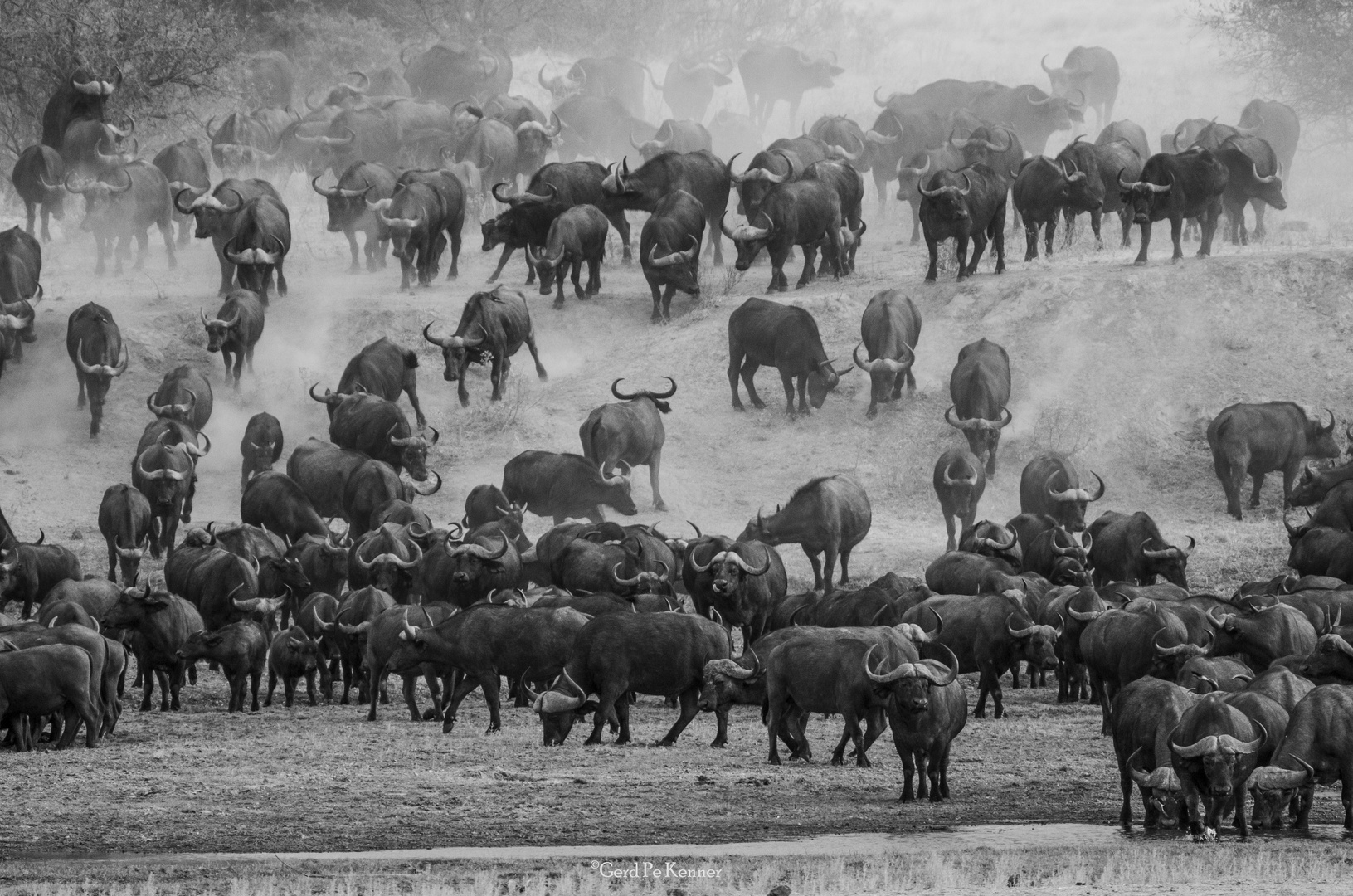 dunkle, staubige Wogen Foto & Bild | africa, eastern africa, tiere ...