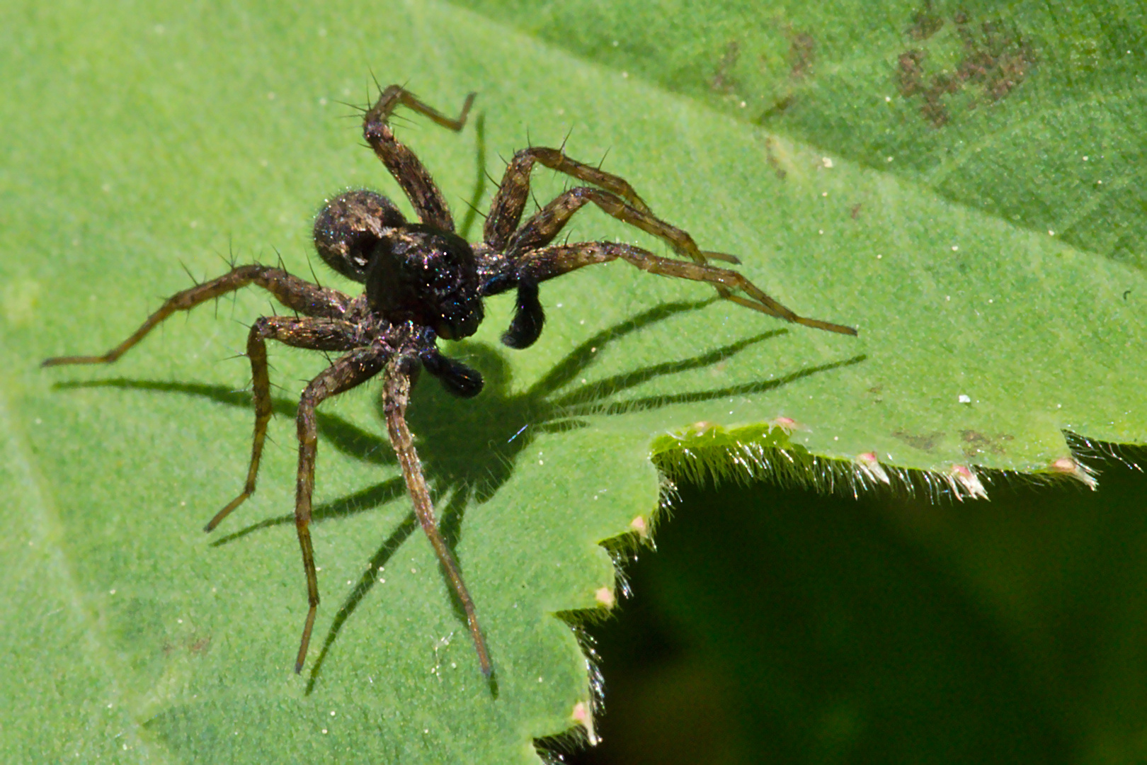 Dunkle Wolfspinne (Pardosa amentata) 2 Foto & Bild | makro, natur ...