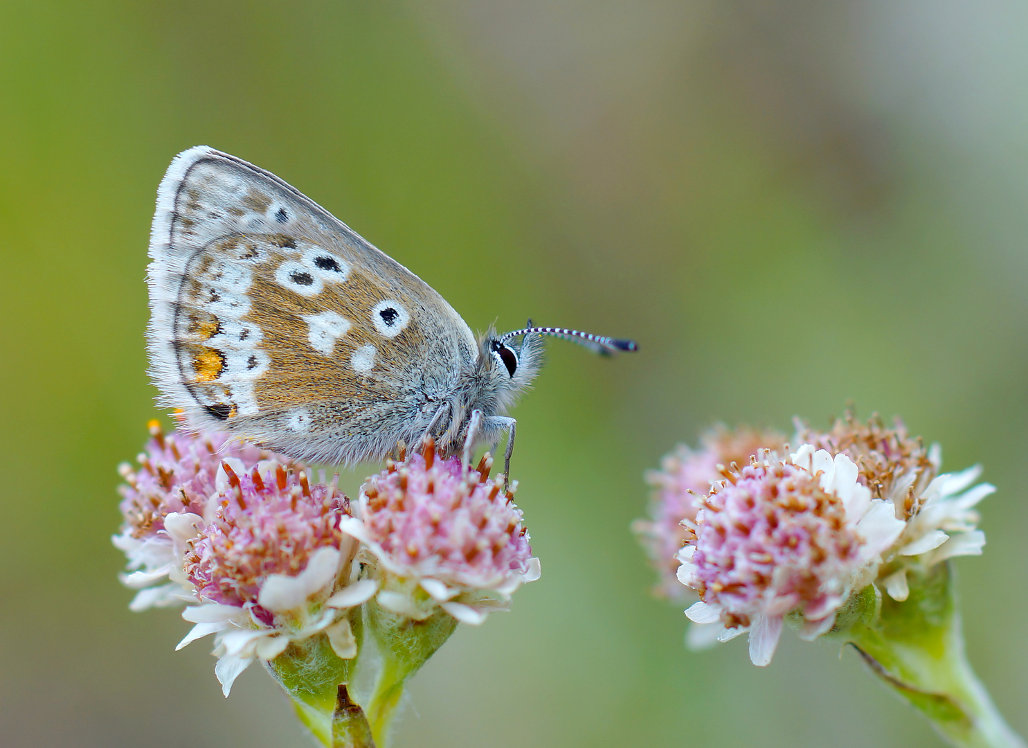 Dunkler Alpenbläuling Agriades glandon Foto & Bild | natur, insekt, insekten Bilder auf ...