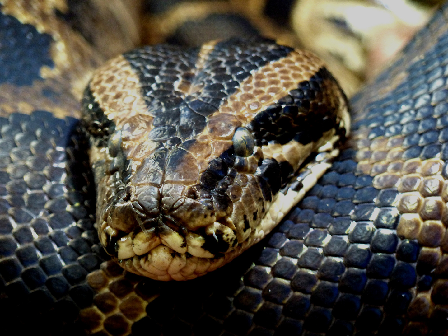 -Dunkler Tigerpython - Foto & Bild | tiere, zoo, wildpark & falknerei ...