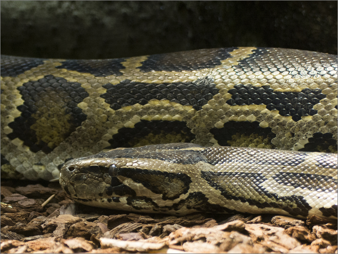 dunkler Tigerpython Foto & Bild | deutsche zoos, natur, zoo Bilder auf ...