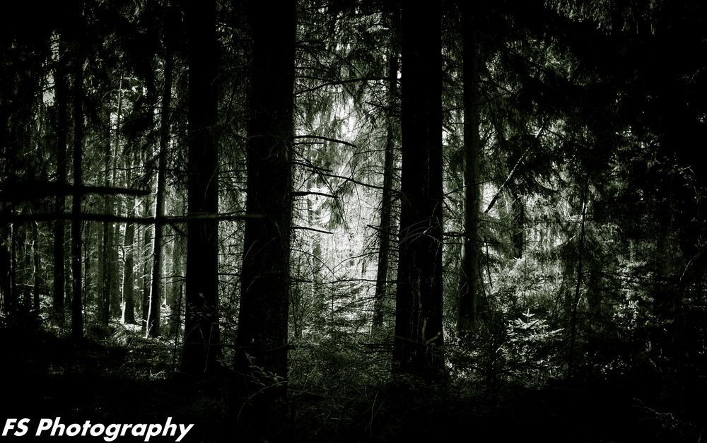 dunkler Wald Foto & Bild | landschaft, wald, portfolio Bilder auf ...