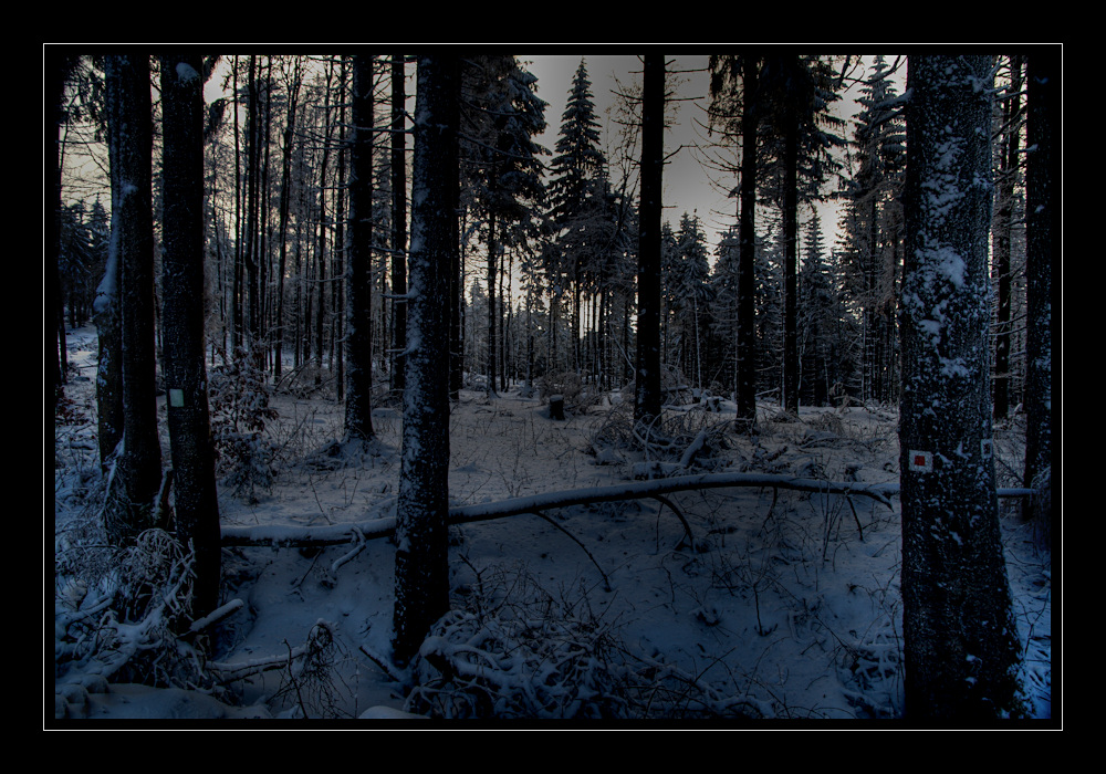 Dunkler Wald Foto & Bild | mystische orte, specials, nachtaufnahmen ...