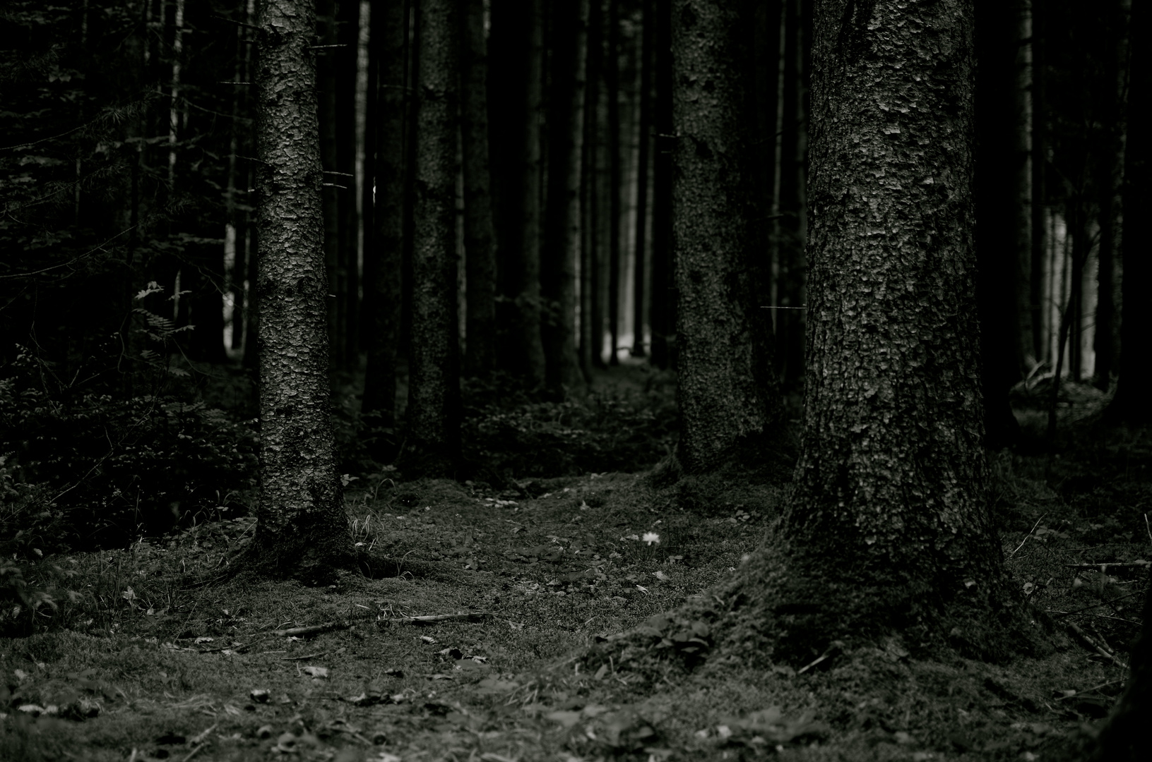 dunkler Wald Foto & Bild | anfängerecke - nachgefragt, nachgefragt ...