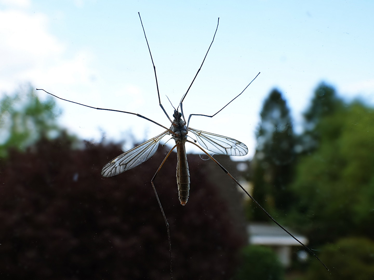 durch die Scheibe habe ich den Durchblick Foto & Bild | natur, insekten ...