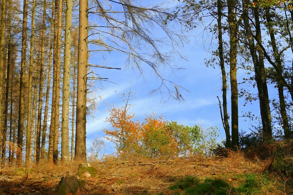 Durchblick °°°° Foto & Bild | landschaft, jahreszeiten, herbst Bilder auf fotocommunity