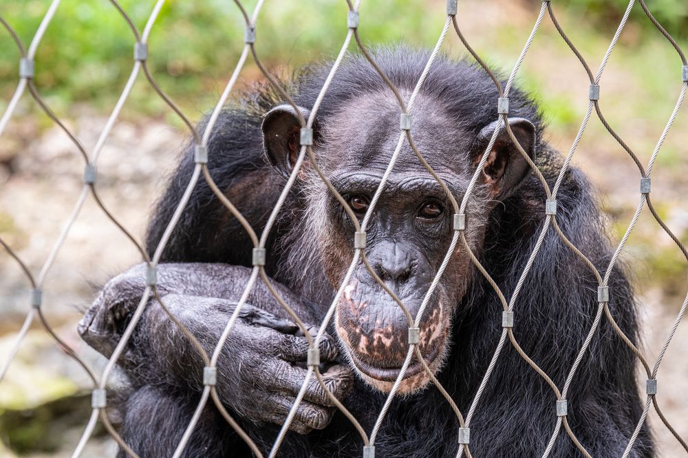 Durchblick im Zoo Foto & Bild | tiere, zoo, wildpark & falknerei, natur Bilder auf fotocommunity
