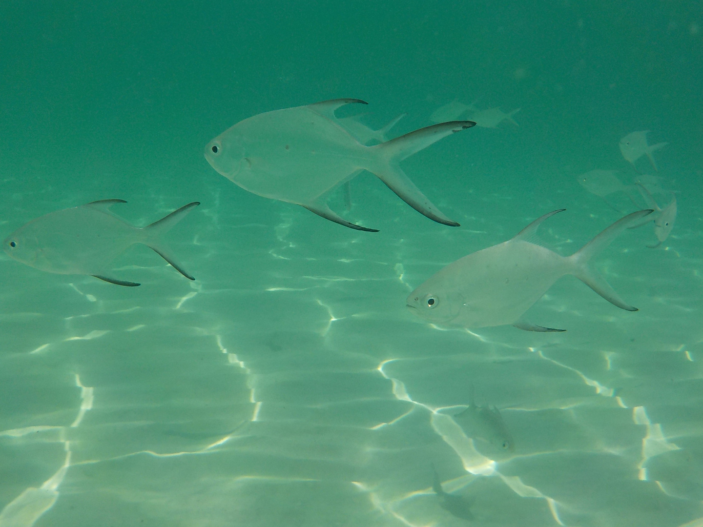 Durchsichtige Fische Foto & Bild | tiere, wildlife, fische Bilder auf ...