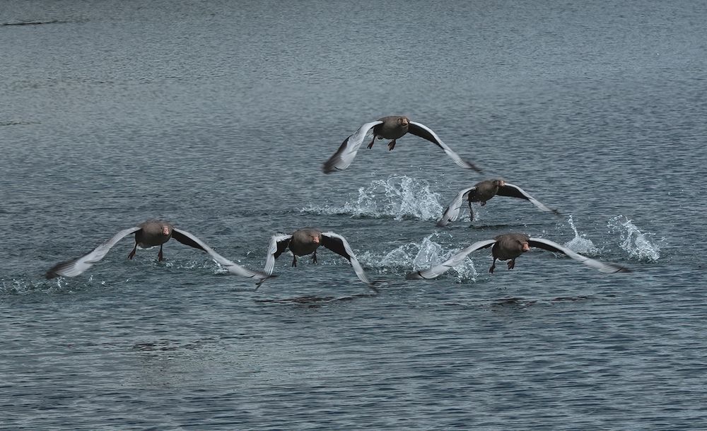 Durchstarten in den April Foto & Bild | tiere, wildlife, wild lebende ...