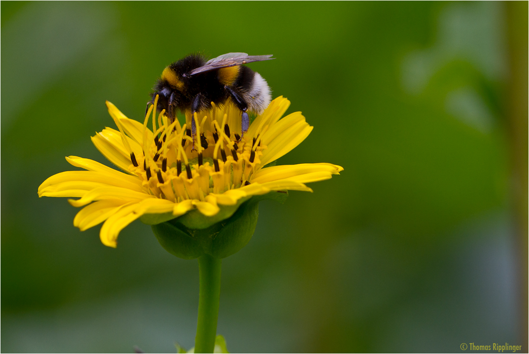 Durchwachsene Silphie (Silphium perfoliatum).. Foto & Bild | tiere ...