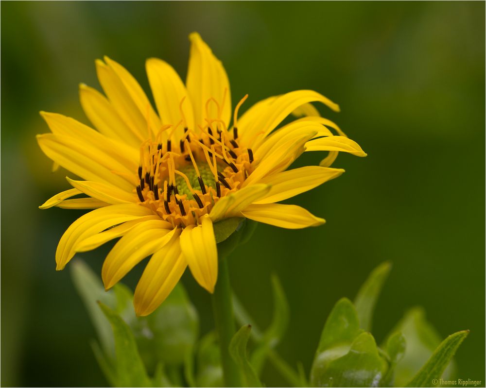 Durchwachsene Silphie (Silphium perfoliatum).... Foto & Bild | pflanzen ...