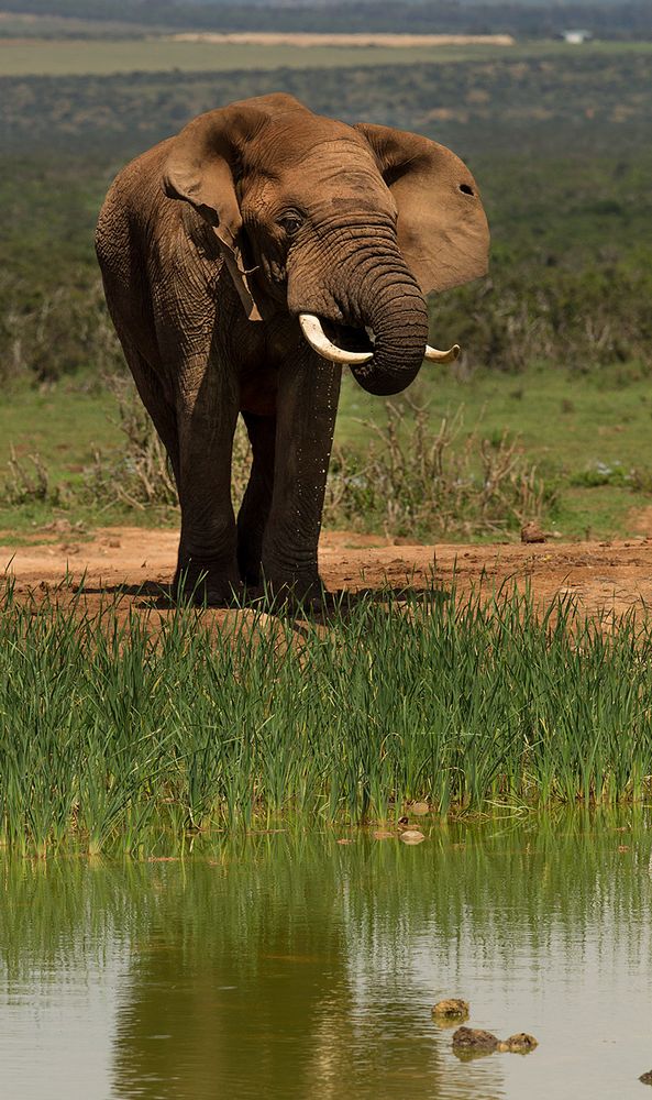 Durst stillen Foto & Bild | tiere, wildlife, säugetiere Bilder auf ...