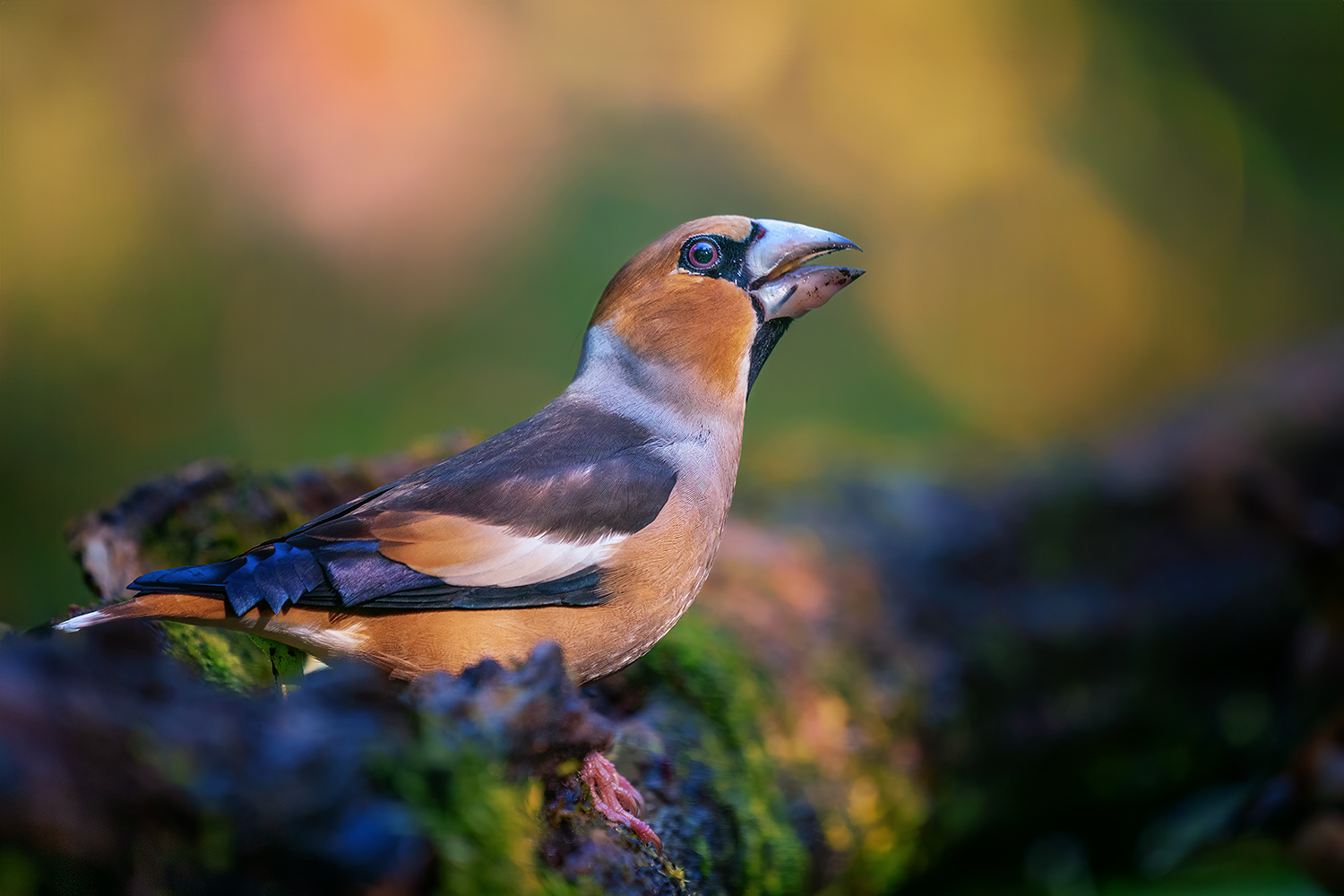 Durst stillen. Foto & Bild | tiere, wildlife, wild lebende vögel Bilder ...