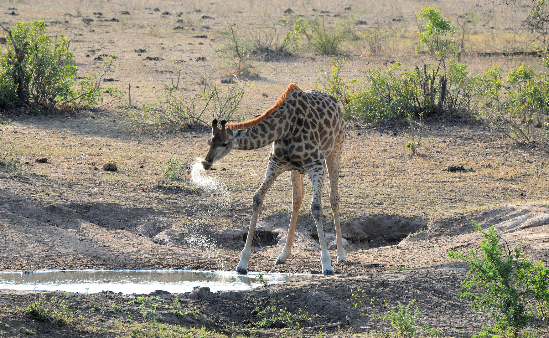 Durst stillen Foto & Bild | world, dsc0214n, nov.2015 deutschlanfd ...