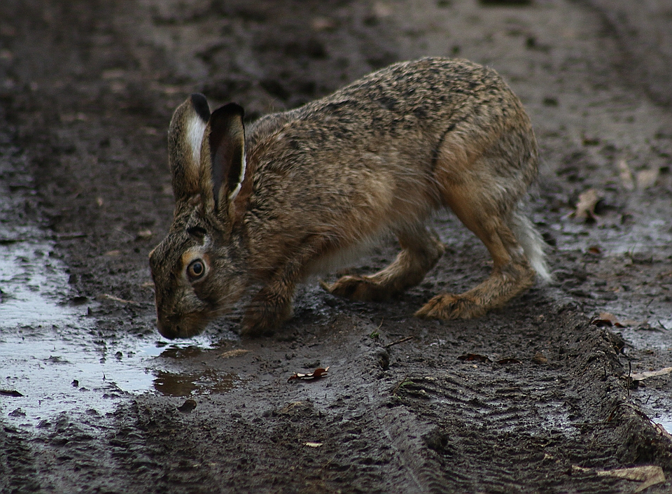 Durst stillen Foto & Bild | tiere, wildlife, hasenartige Bilder auf ...