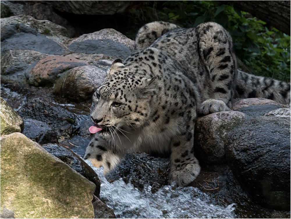 Durst stillen..... Foto & Bild | nature, new, natur Bilder auf ...