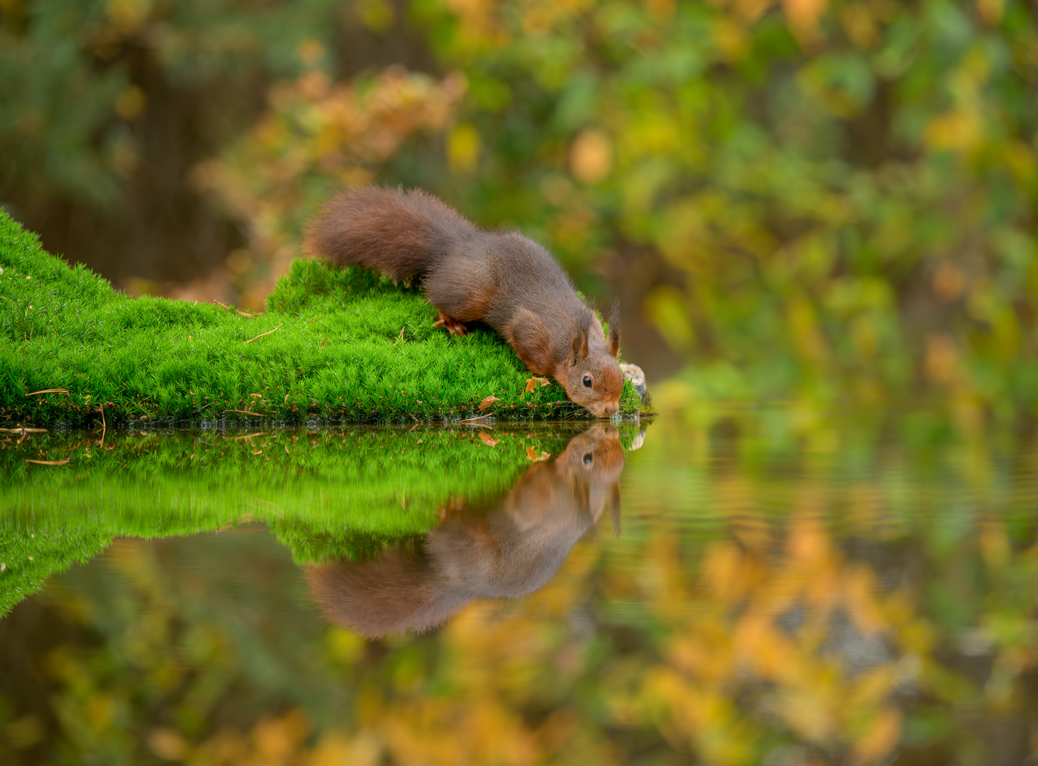 Durst stillen Foto & Bild | eichhörnchen, natur, squirrel Bilder auf ...