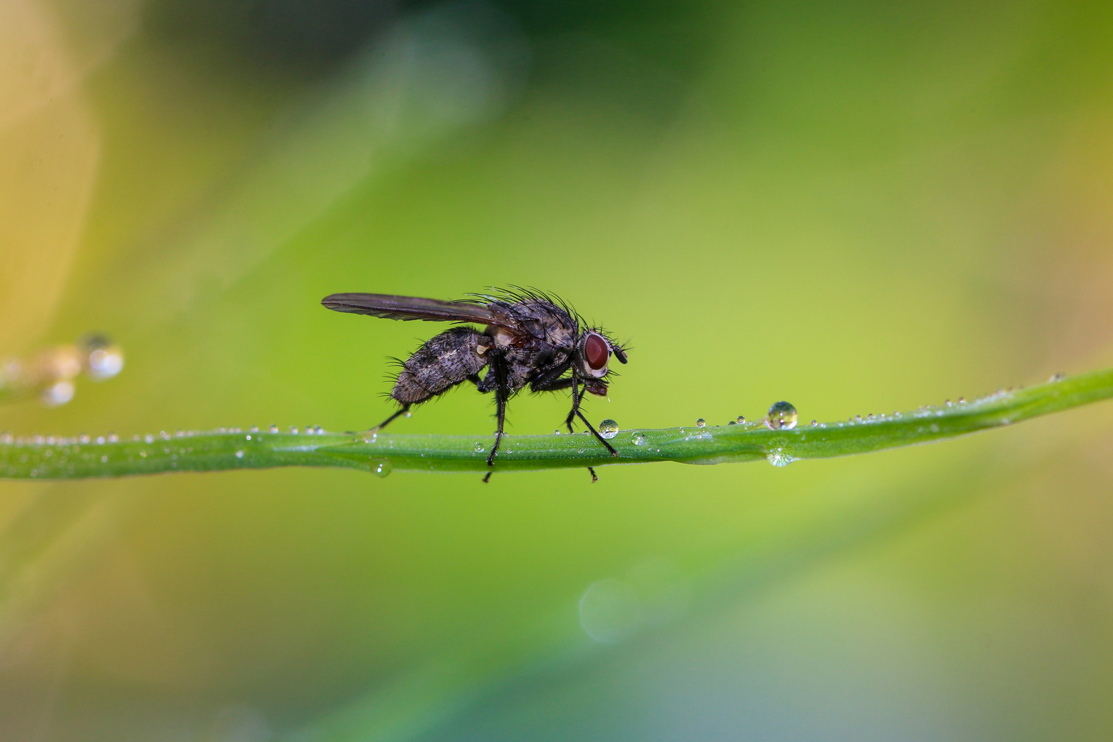 durstige Fliege Foto & Bild | wasser, makro, natur Bilder auf fotocommunity