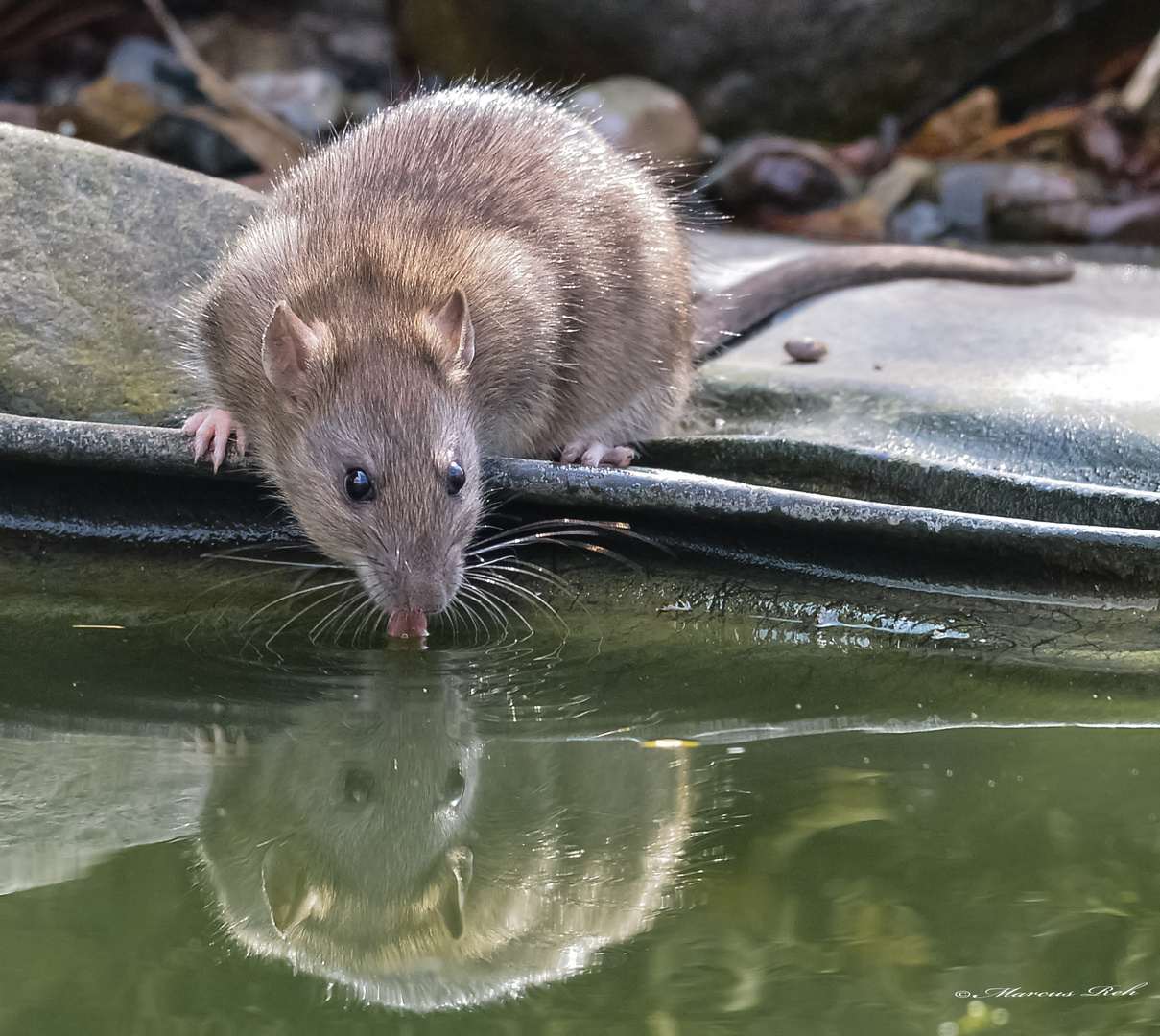Durstige Wanderratte... Foto & Bild | tiere, wildlife, säugetiere ...