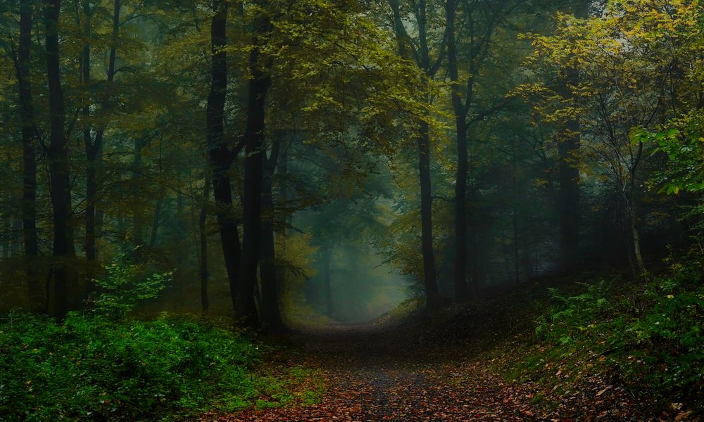 Duster-Wald Foto & Bild | landschaft, jahreszeiten, herbst Bilder auf ...