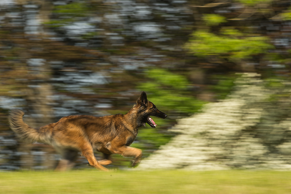 dynamic dog Foto & Bild | hund, natur, mitzieher Bilder auf fotocommunity