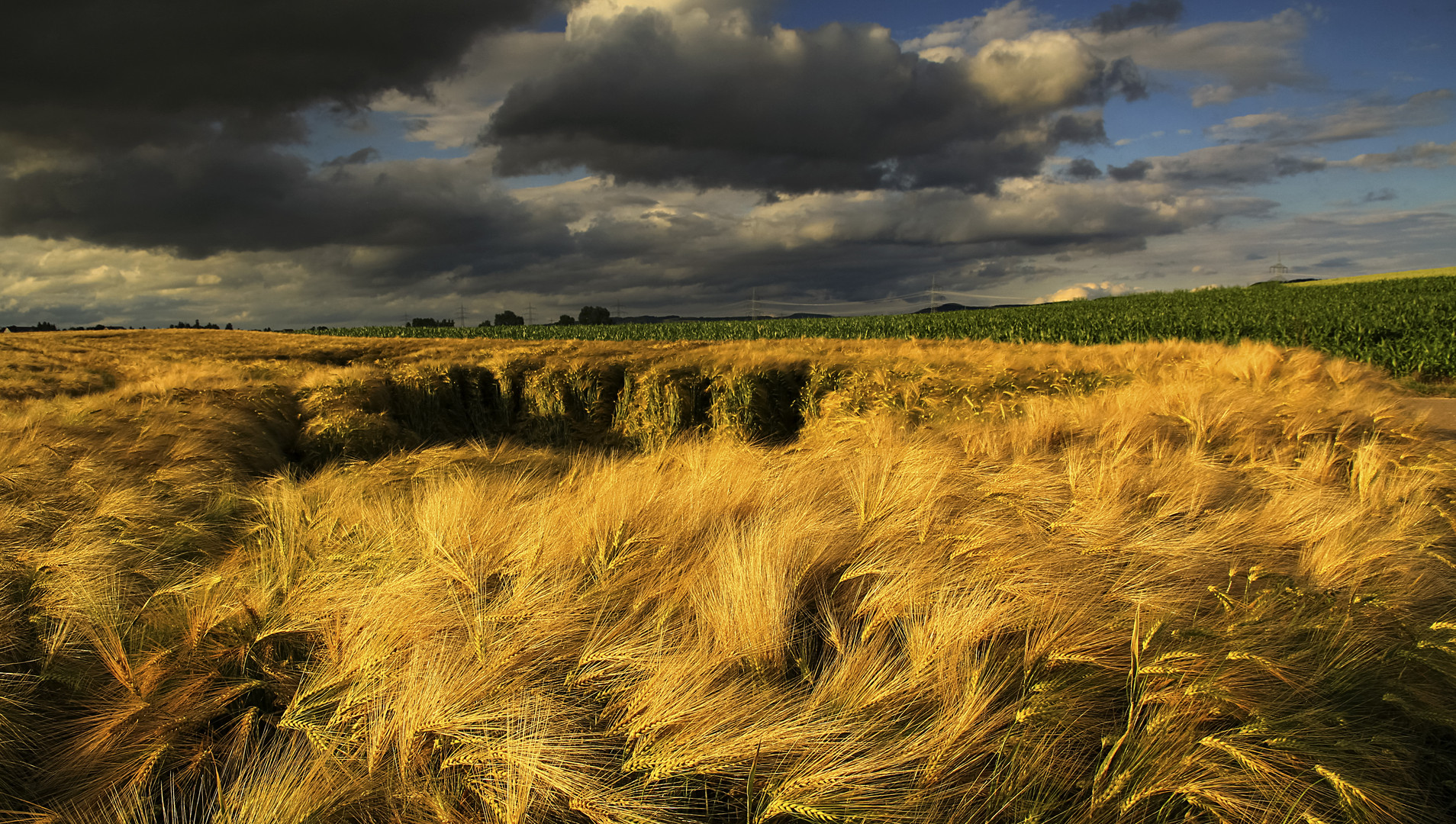 Dynamik im Kornfeld Foto & Bild | landschaft, Äcker, felder & wiesen, dynamik Bilder auf ...