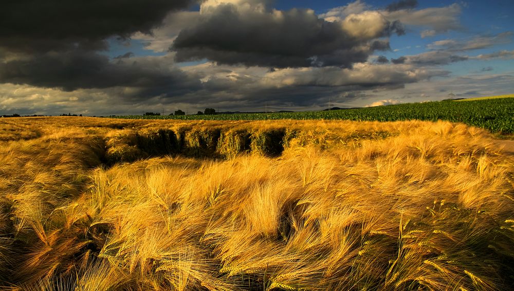 Dynamik im Kornfeld Foto & Bild | landschaft, Äcker, felder & wiesen, dynamik Bilder auf ...