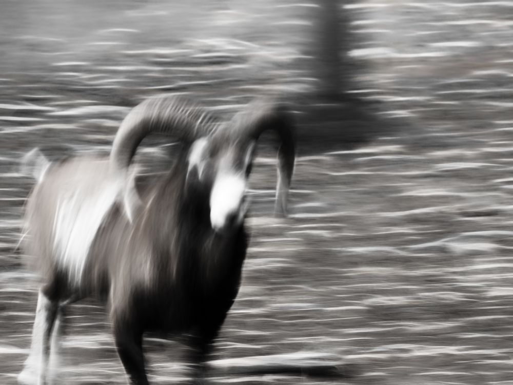 dynamik ... oder ...unscharf Foto & Bild | tiere, zoo, wildpark ...